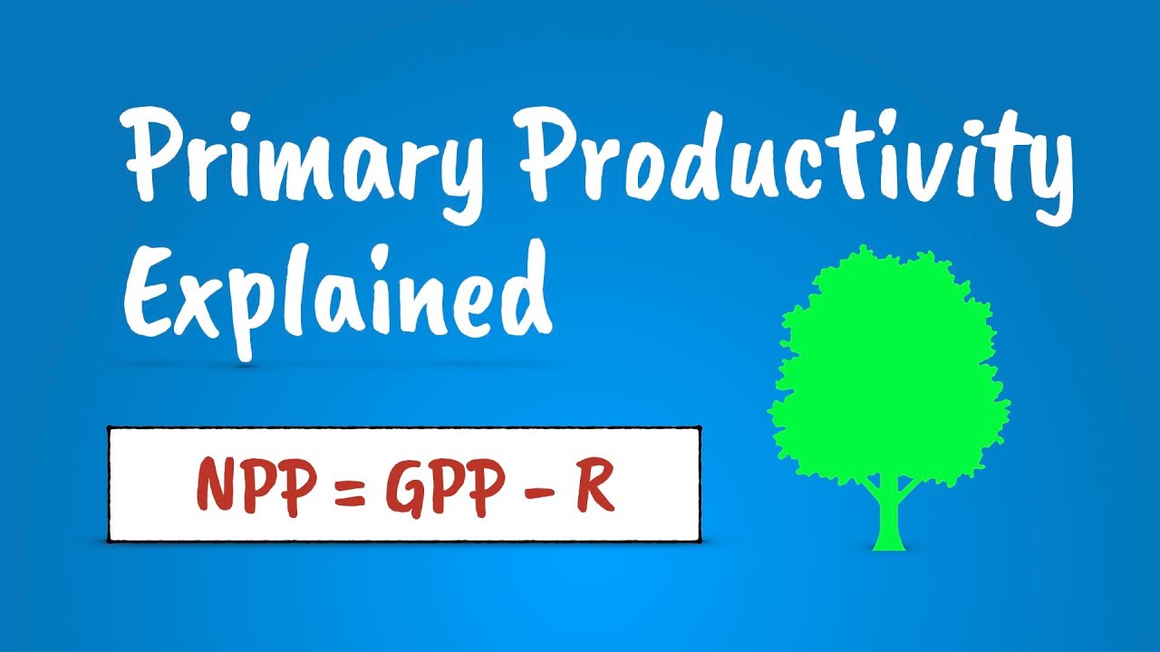 Primary Productivity Explained Youtube