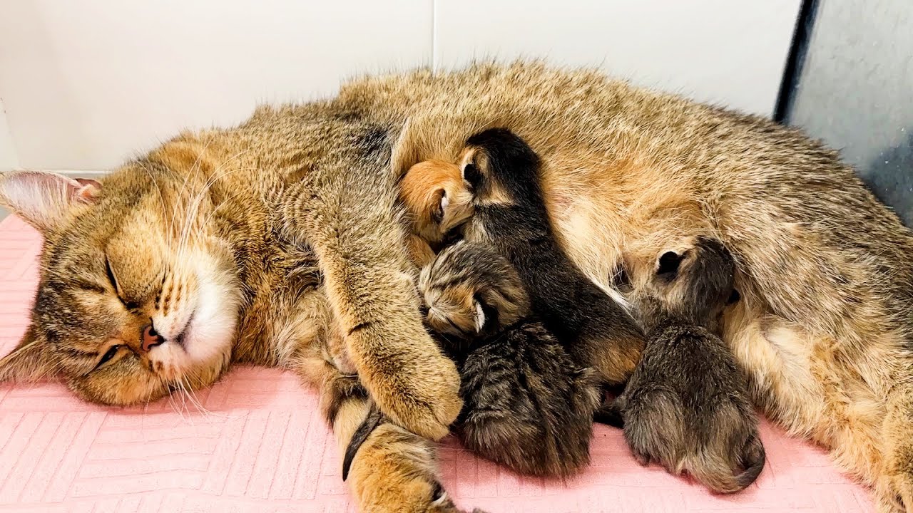 Mother Cat Gives Birth To Four Baby Kittens And Closes Her Eyes Youtube