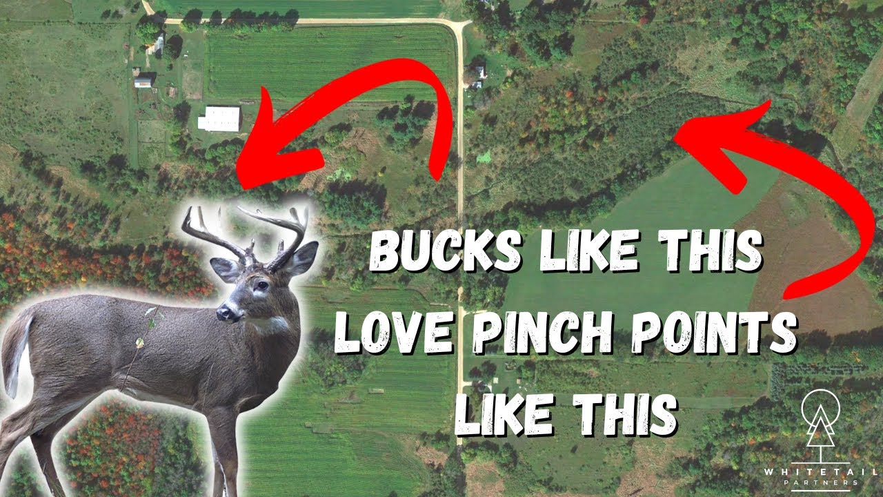 Understanding Pinch Points Maximizing Deer Movement On Your Whitetail
