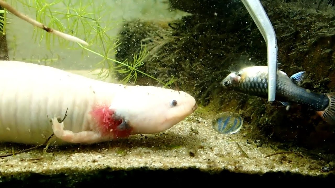 Special Feeding Axolotl Eats Guppy Axolotl Frisst Guppy Ambystoma