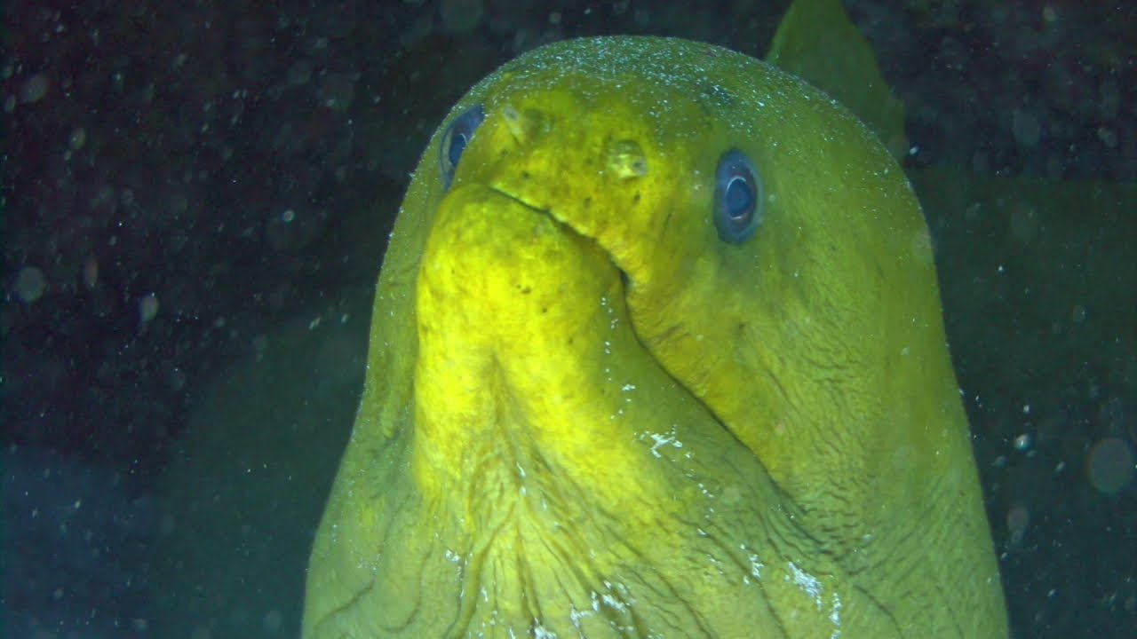 Moray Eel Daily Bite Youtube