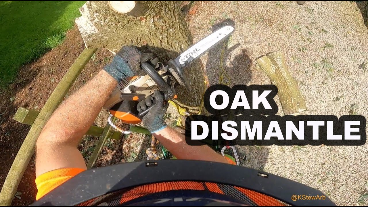 Oak Tree Removal Youtube