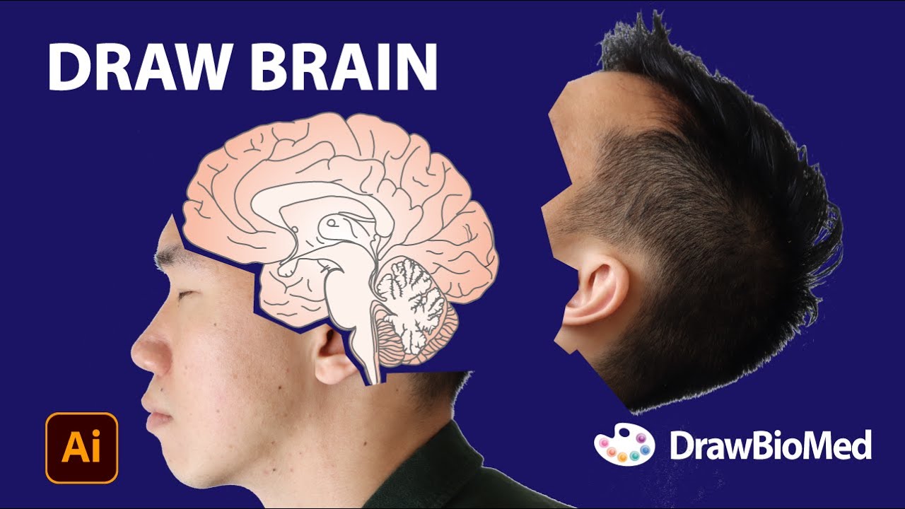 How To Draw Brain In Illustrator