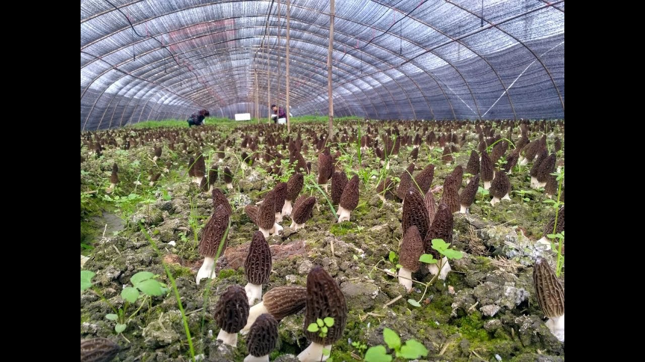 Morel Mushroom Growing Range At Maryann Diggs Blog