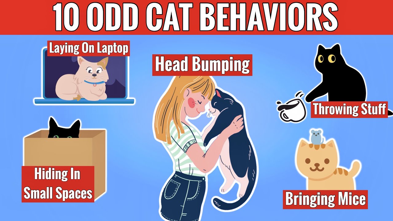 10 Odd Cat Behaviors Explained Youtube
