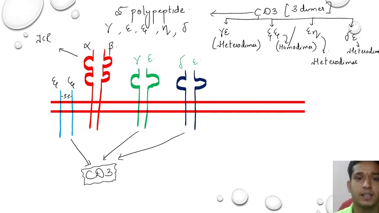 Immunology Lecture Cd3 Complex Youtube
