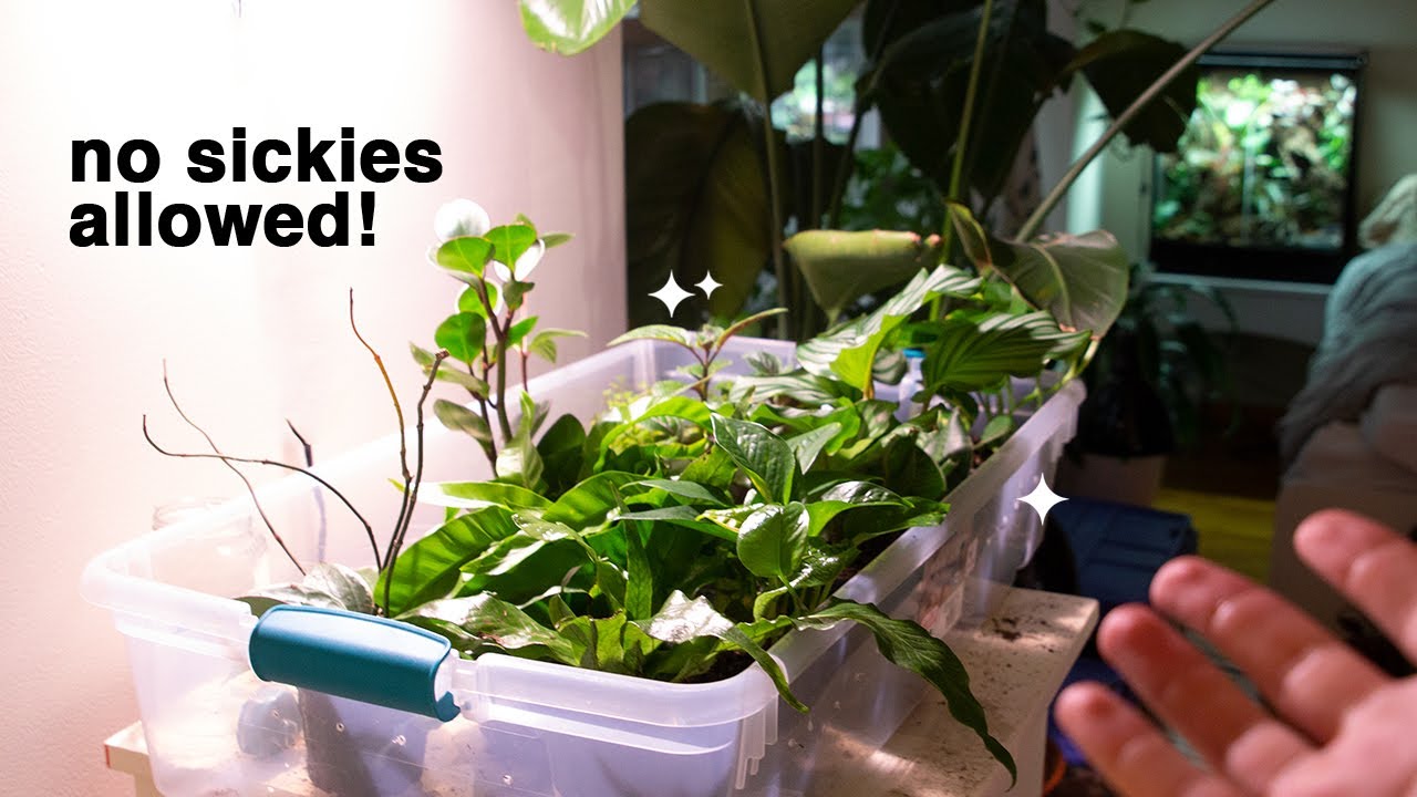 Prepping Plants For A Bioactive Enclosure Youtube