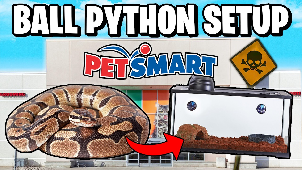 Ball Python Setup For Beginners Youtube