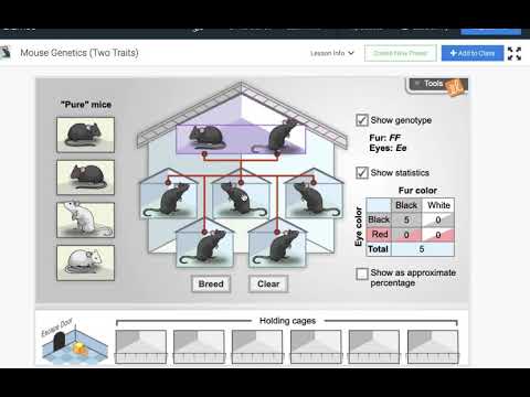 Mouse Genetics Two Traits Explore Learning Youtube