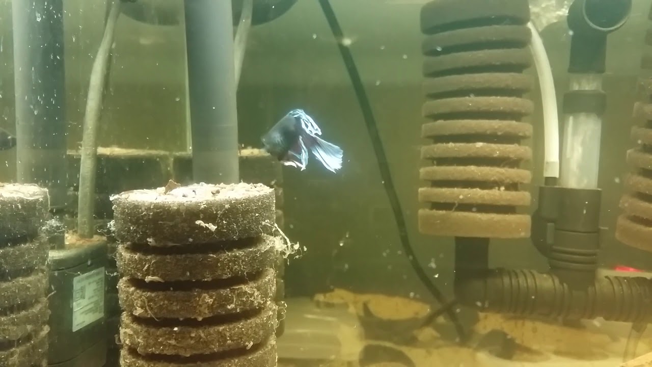 Banjo Catfish Breeding Tank Condition Youtube