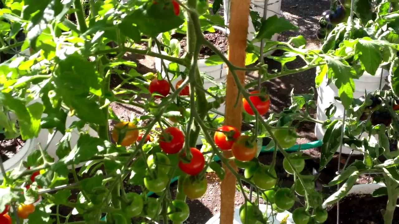 Plantprofile Super Sweet 100 Tomato Youtube