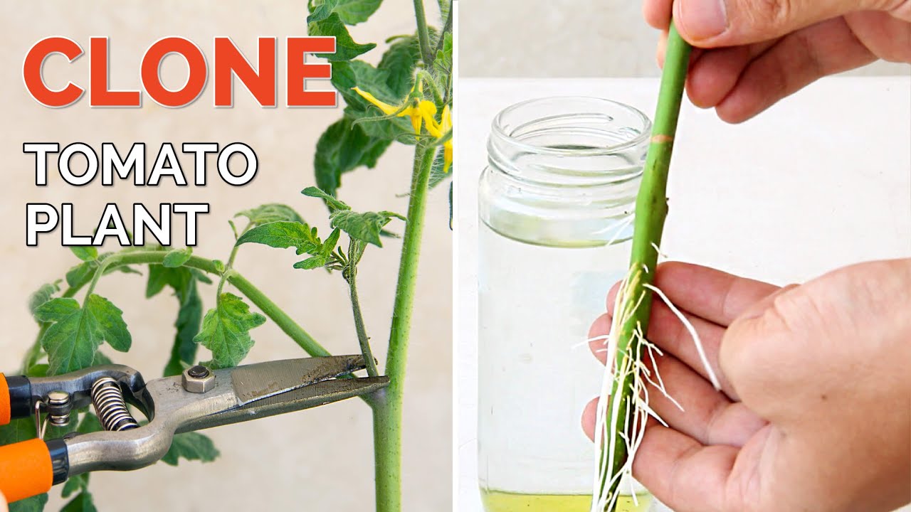 How To Clone Tomato Plants From Cuttings Grow Tomatoes Without Seeds