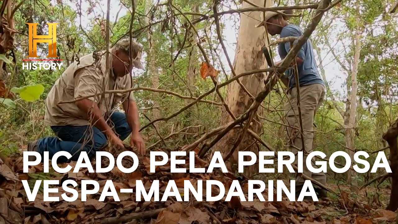 Picado Pela Perigosa Vespa Mandarina Mergulhados No Pântano History