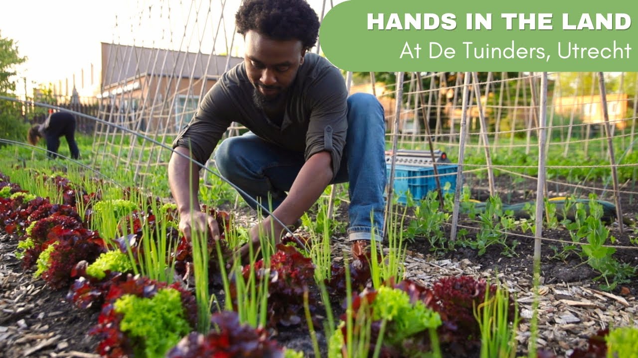 A Green Thumb Story How I Got Into Community Gardening In Netherlands