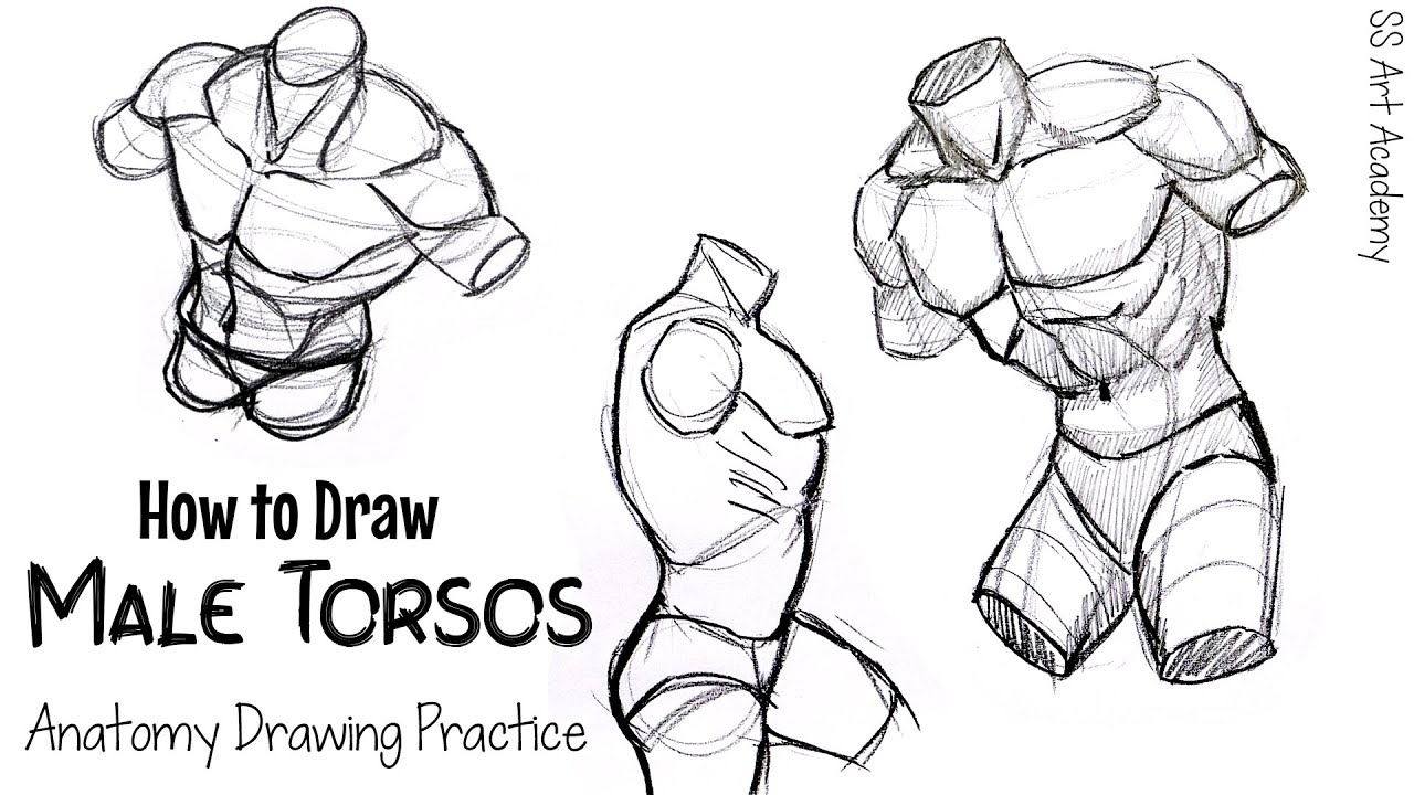 Human Anatomy For Drawing Practice