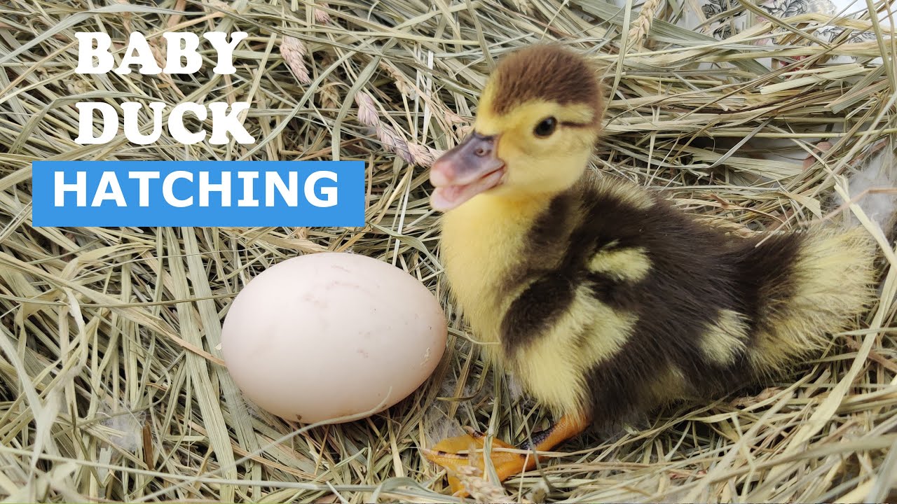 Baby Duck Hatching Egg Hatching Youtube
