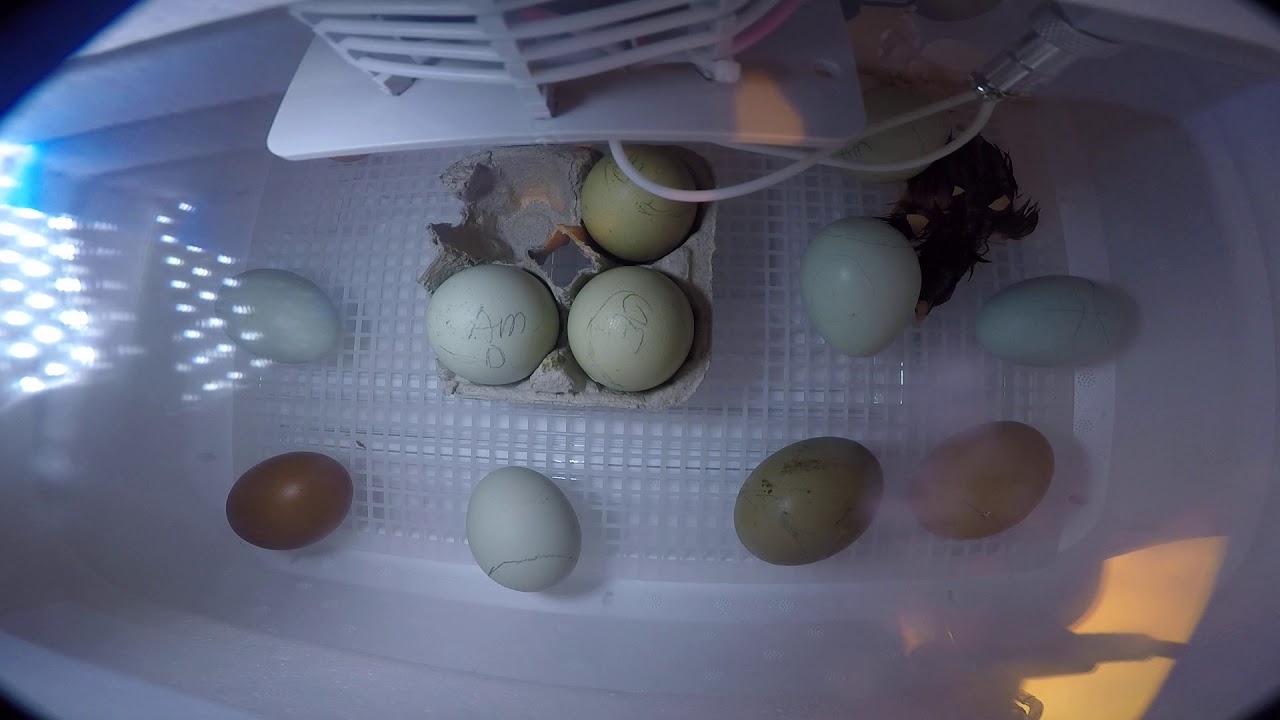Timelapse Egg Hatching Youtube