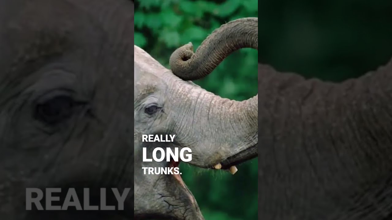 What Was The First Youtube Video Ever Youtube