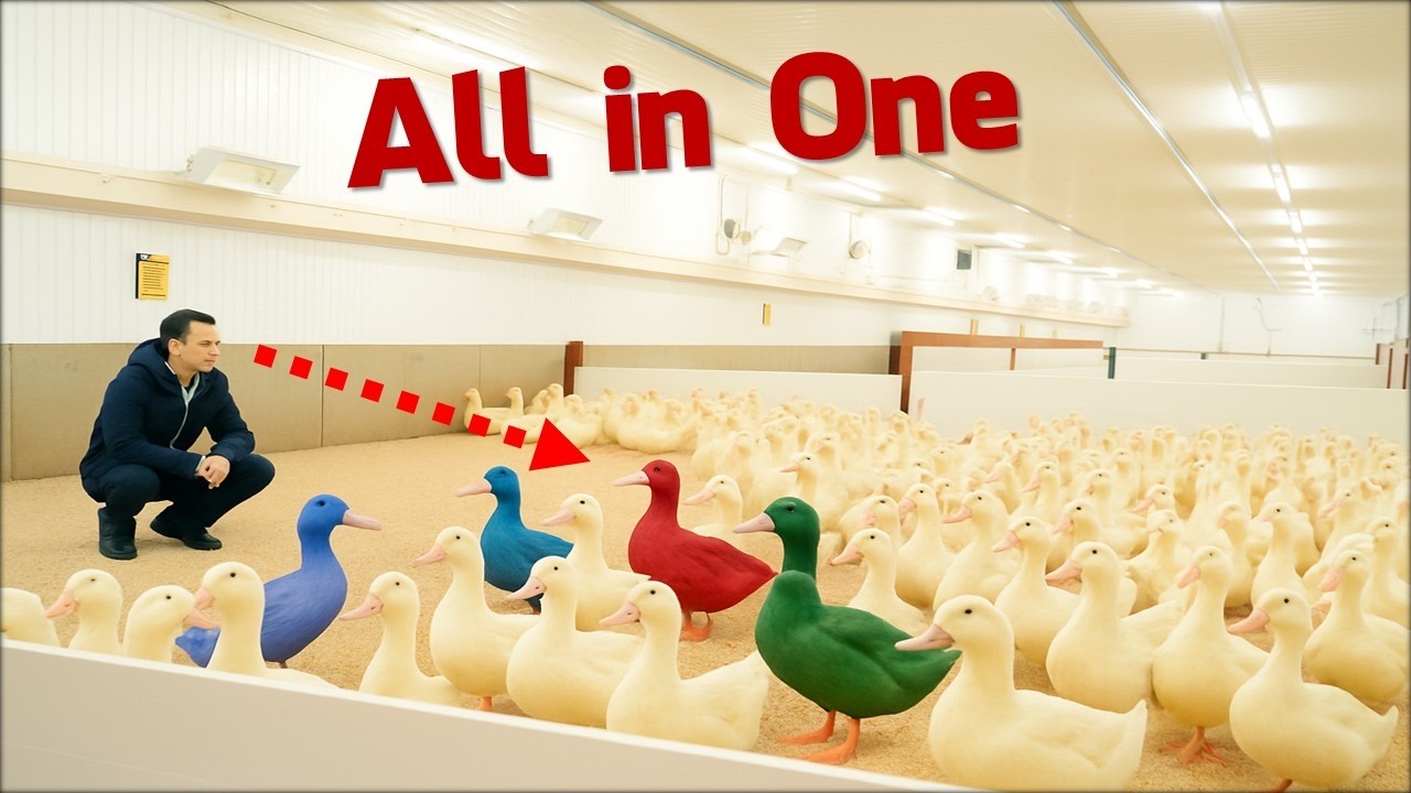 Introduction To Modern Broiler Duck Production All Subjects Combined