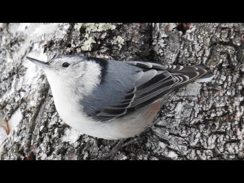 White Breasted Nuthatch Song And Call Youtube