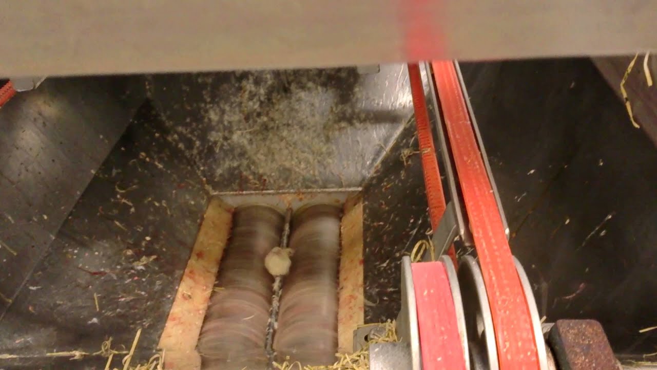 Broyage Des Poussins De Dinde Dans Un Couvoir Youtube