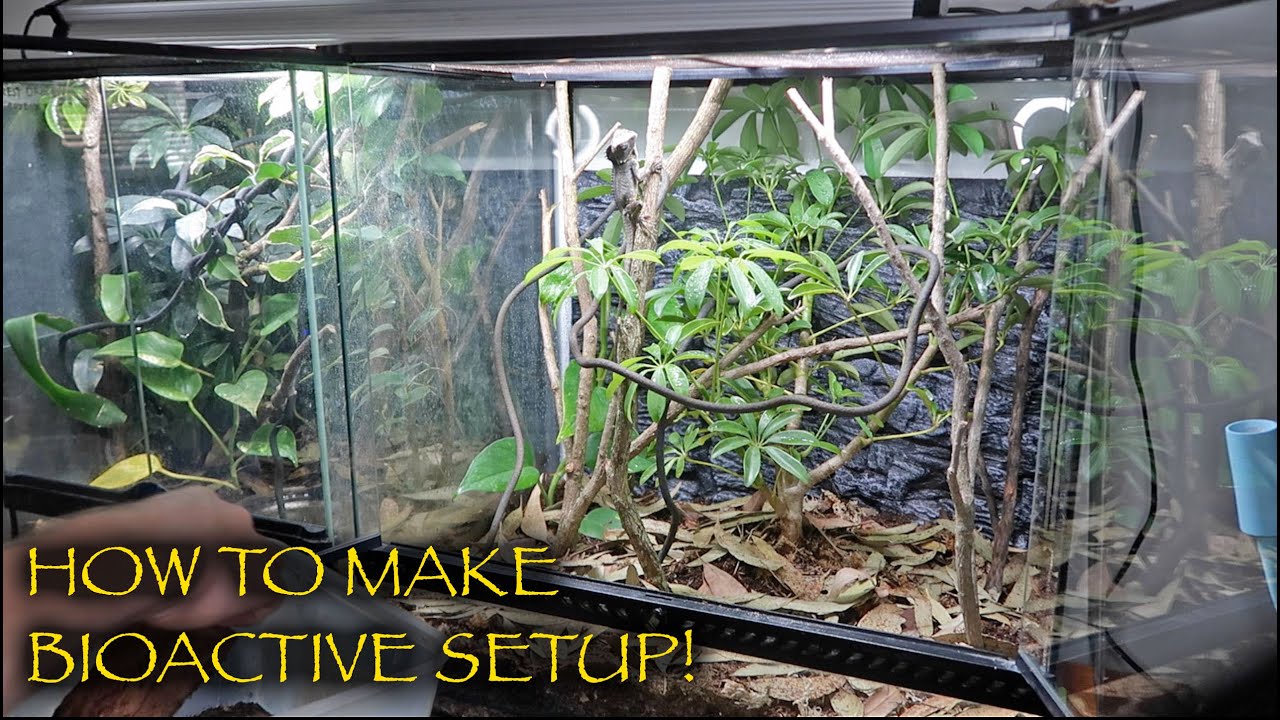 How To Build A Bioactive Rainforest Enclosure Youtube