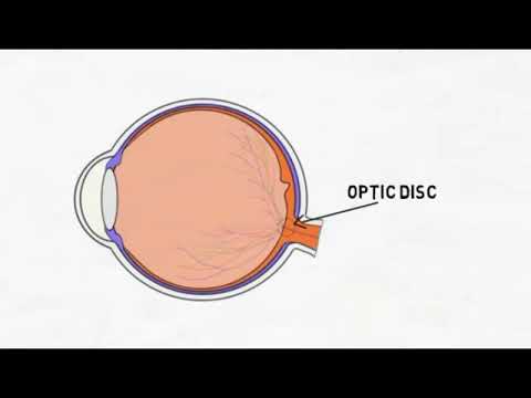 Optic Disc Structure And Function Youtube