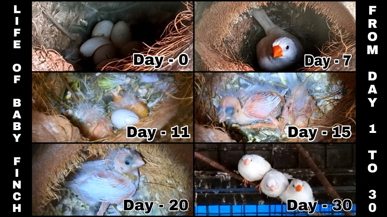 Baby Finches Growth From Day 1 To 30 From Egg To An Adult Youtube