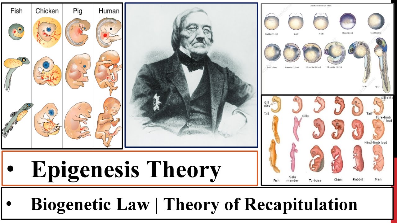 Epigenesis Theory Biogenetic Recapitulation Theory E Von Baer Law