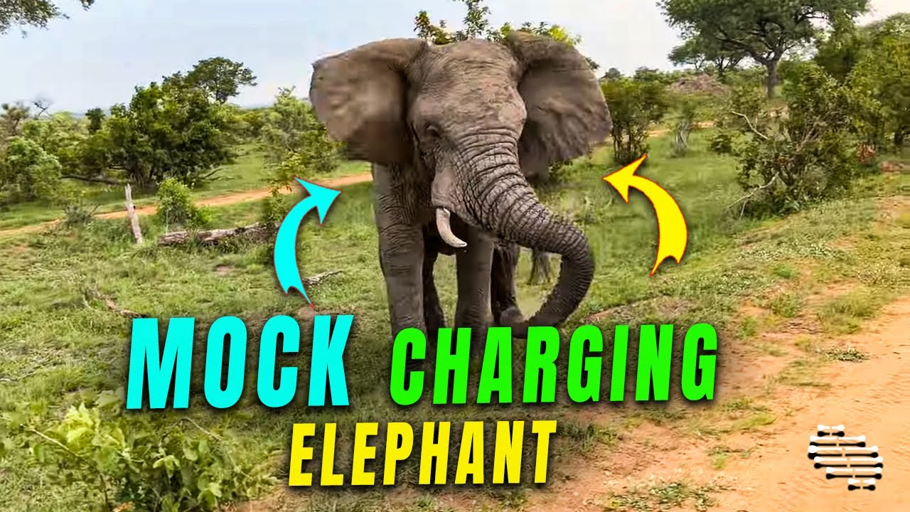 Elephant Mock Charges A Safari Vehicle Youtube
