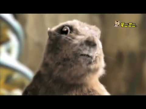 Dramatic Chipmunk Video Gallery Know Your Meme