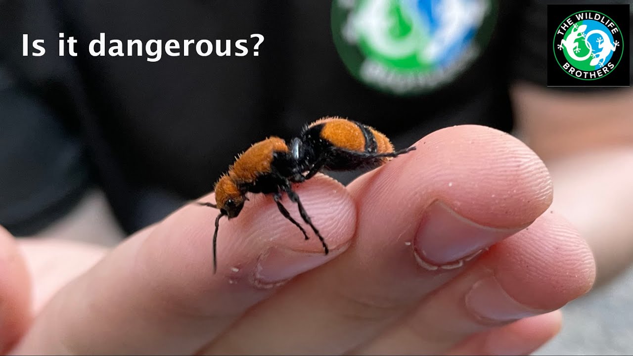 Cow Killer Ant Size Cow Killer
