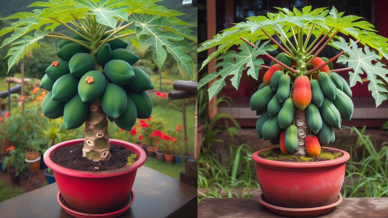 Great Method Grow Super Dwarf Papaya Trees Youtube