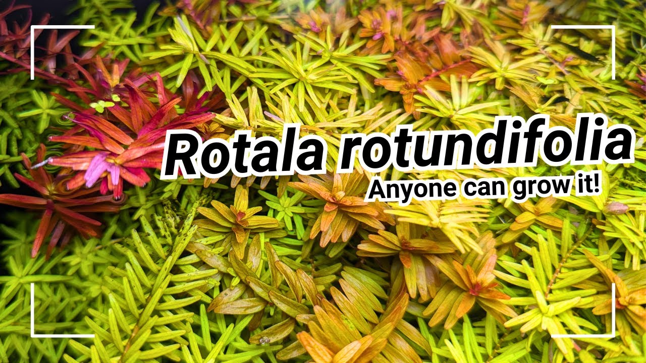 Everything You Need To Know About Rotala Rotundifolia A Plant Guide