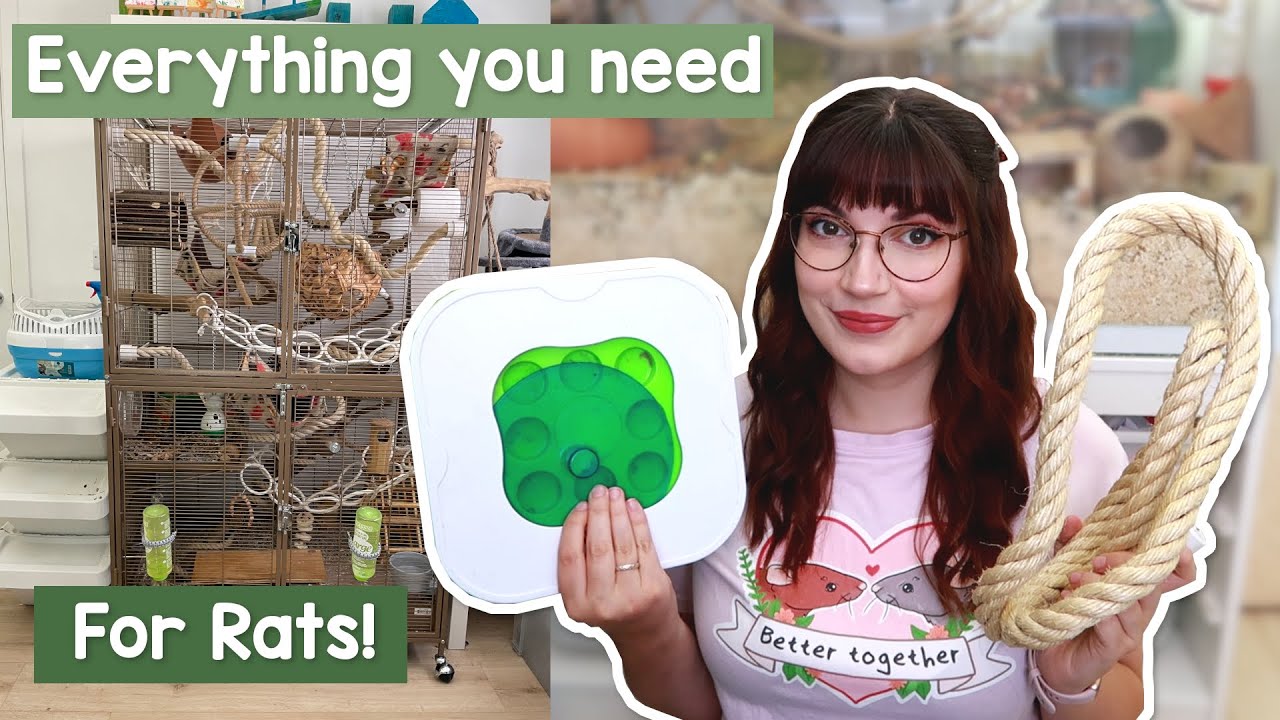 Everything You Need For Pet Rats Housepetscare