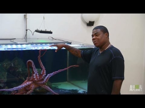 Tracy Morgan S Octopus Needs A Tank Tanked Youtube