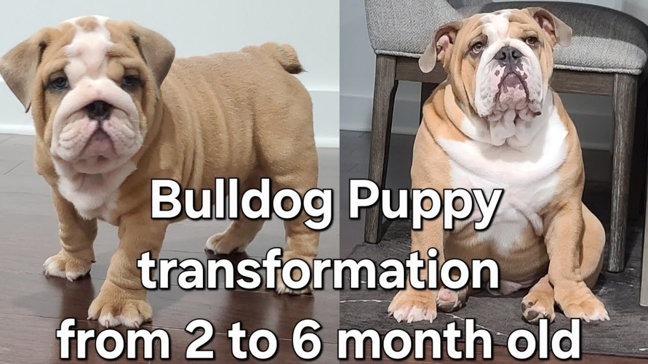 Bulldog Puppy Transformation From 2 To 6 Months Youtube