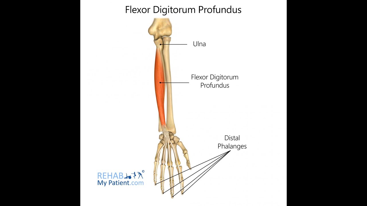 Flexor Digitorum Profundus Flexor Tendon Injuries Fife Virtual