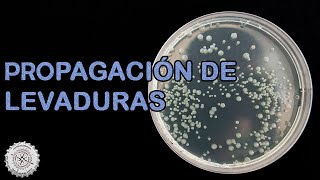 Propagaciгіn De Levadurasрџ ёрџџ вђќрџ Como Hacer Cerveza En Doovi
