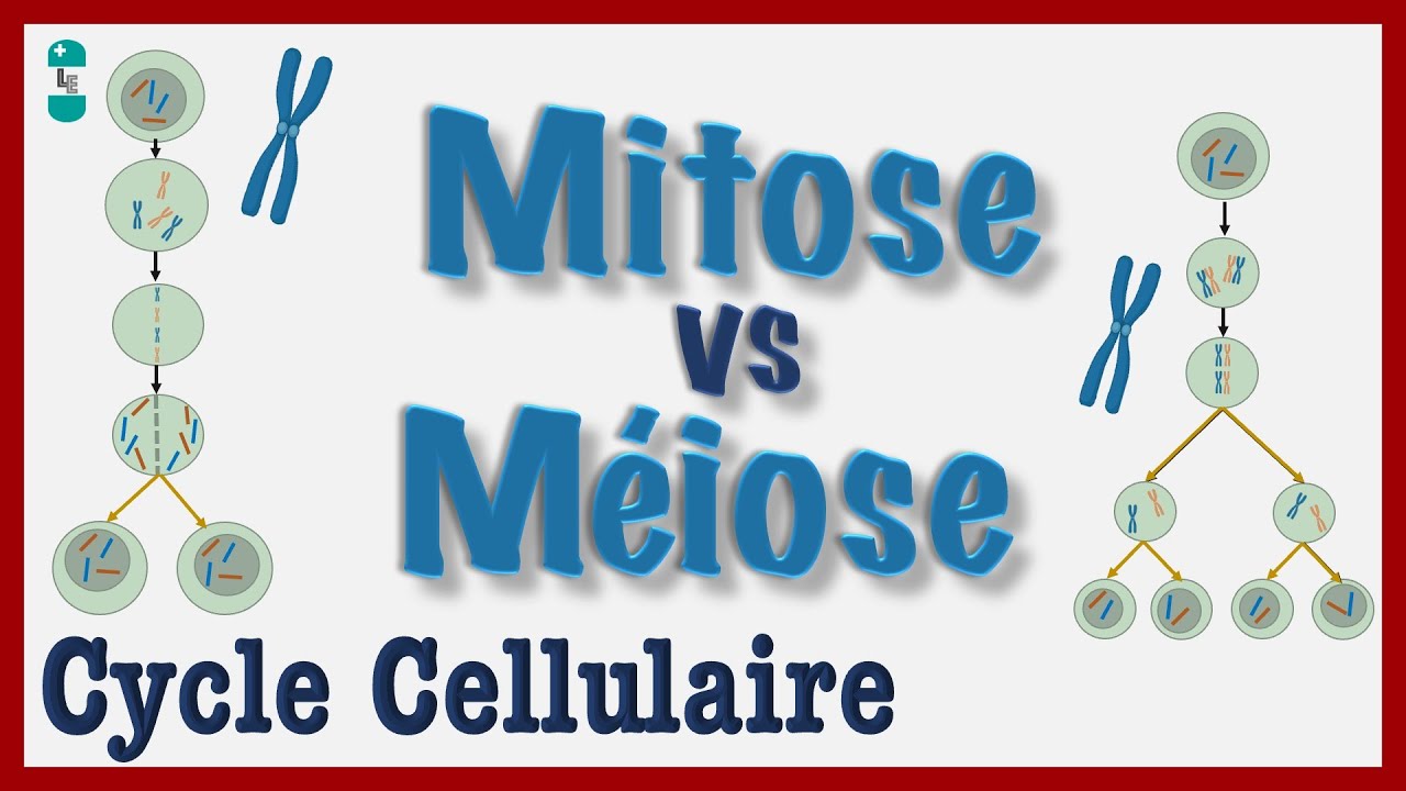 Meiose Vs Mitose