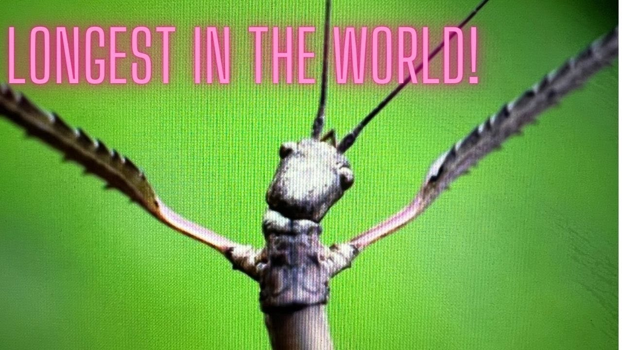 Stick Insects Quotes Stick Insects Fun Facts About Walking Sticks