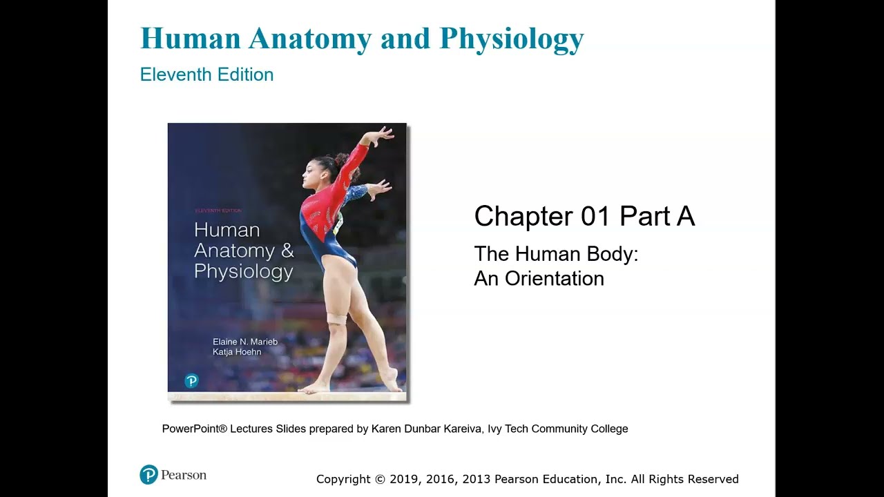 Human Anatomy Chapter 1 The Human Body Part 1 Youtube