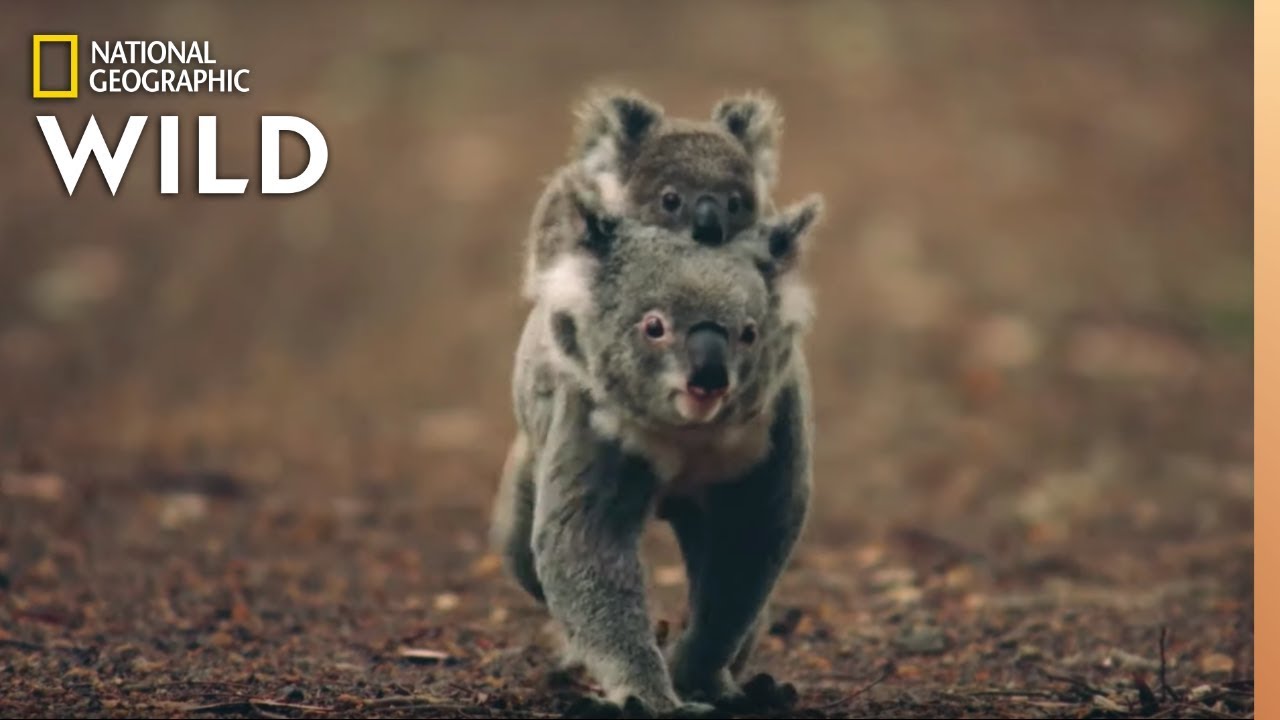 Koalas 101 Nat Geo Wild Youtube