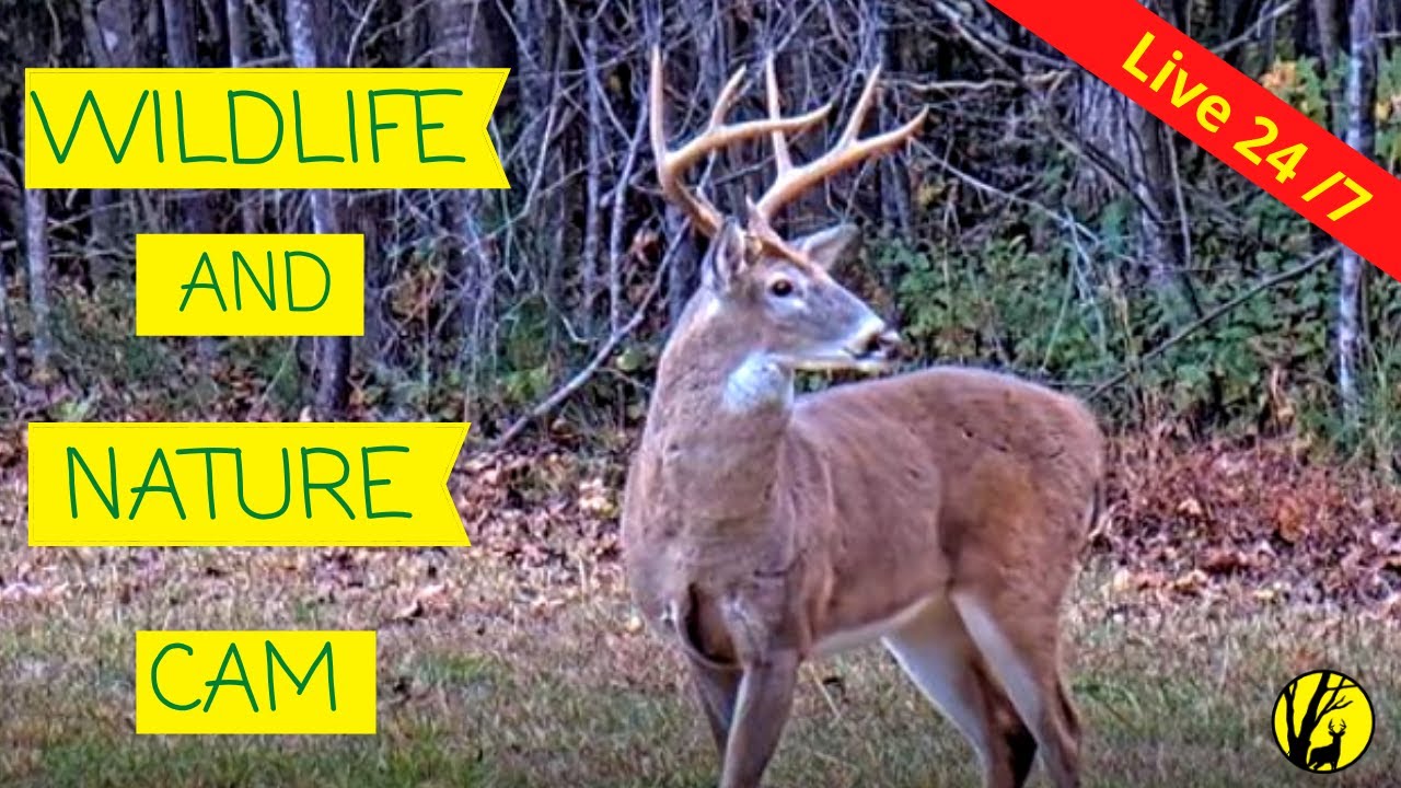 Live Deer Bird Wildlife Cam Youtube