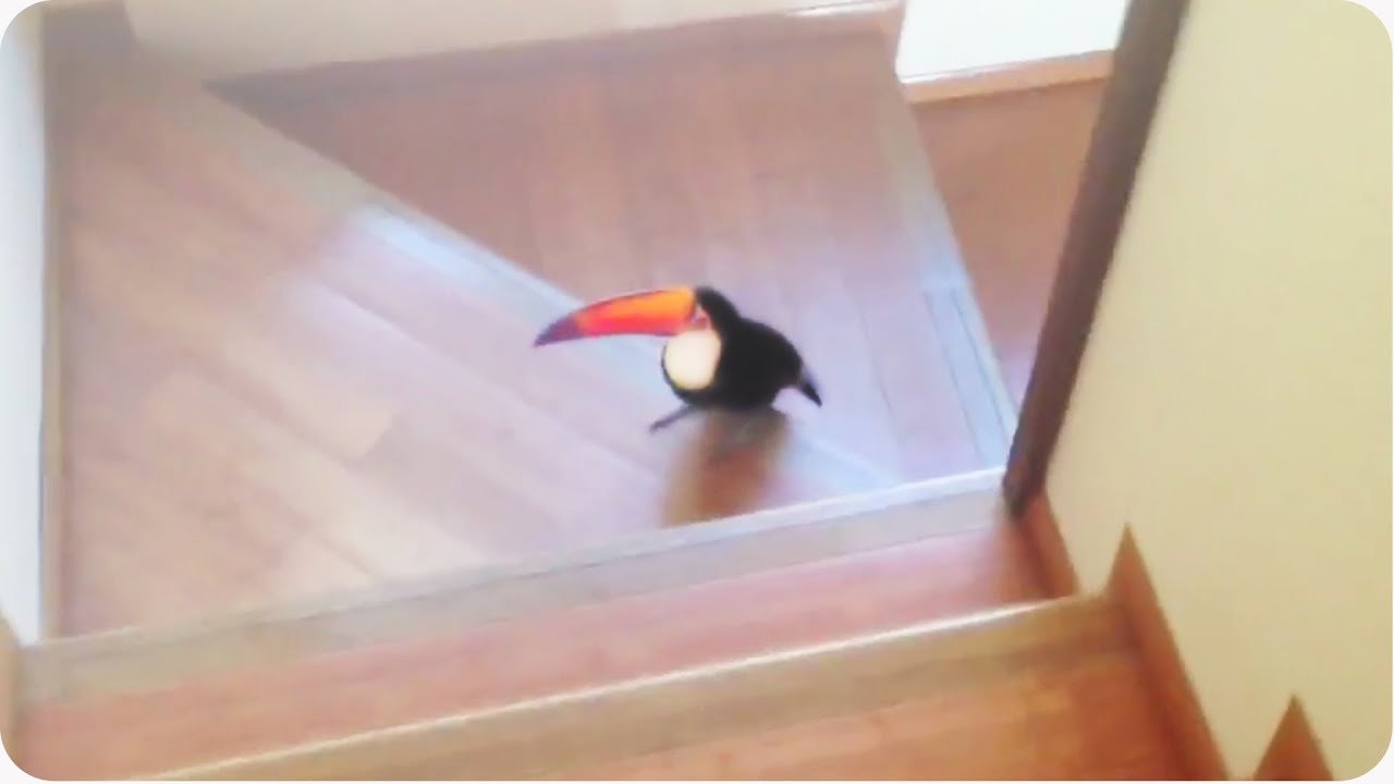 Toucan Hops Up Stairs Youtube