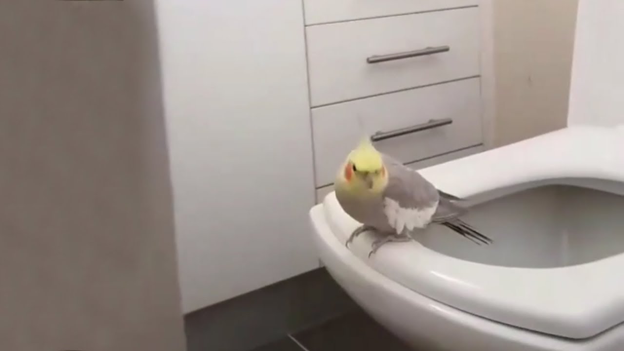 Cockatiel Using Toilet рџђ рџ Youtube