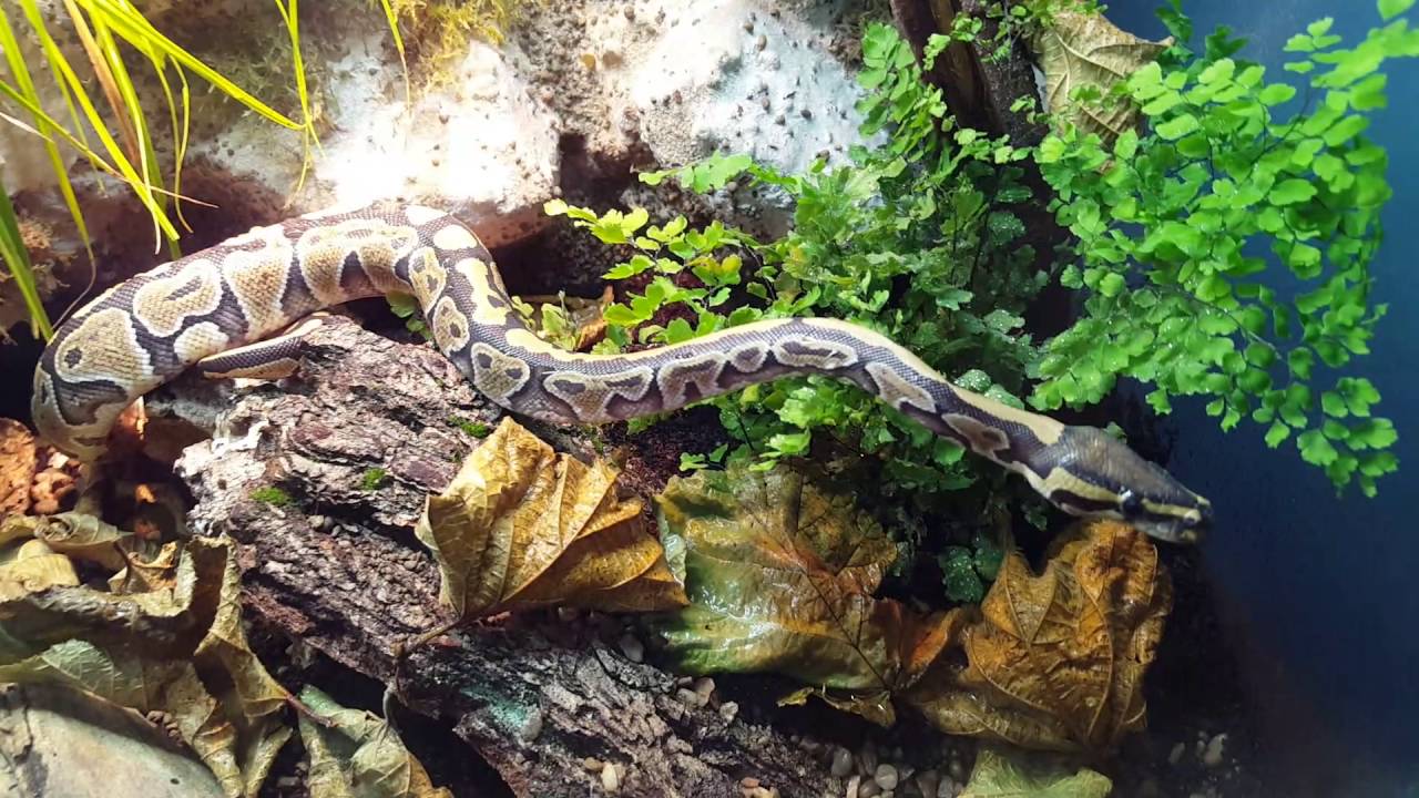 Ball Python Habitat In The Wild
