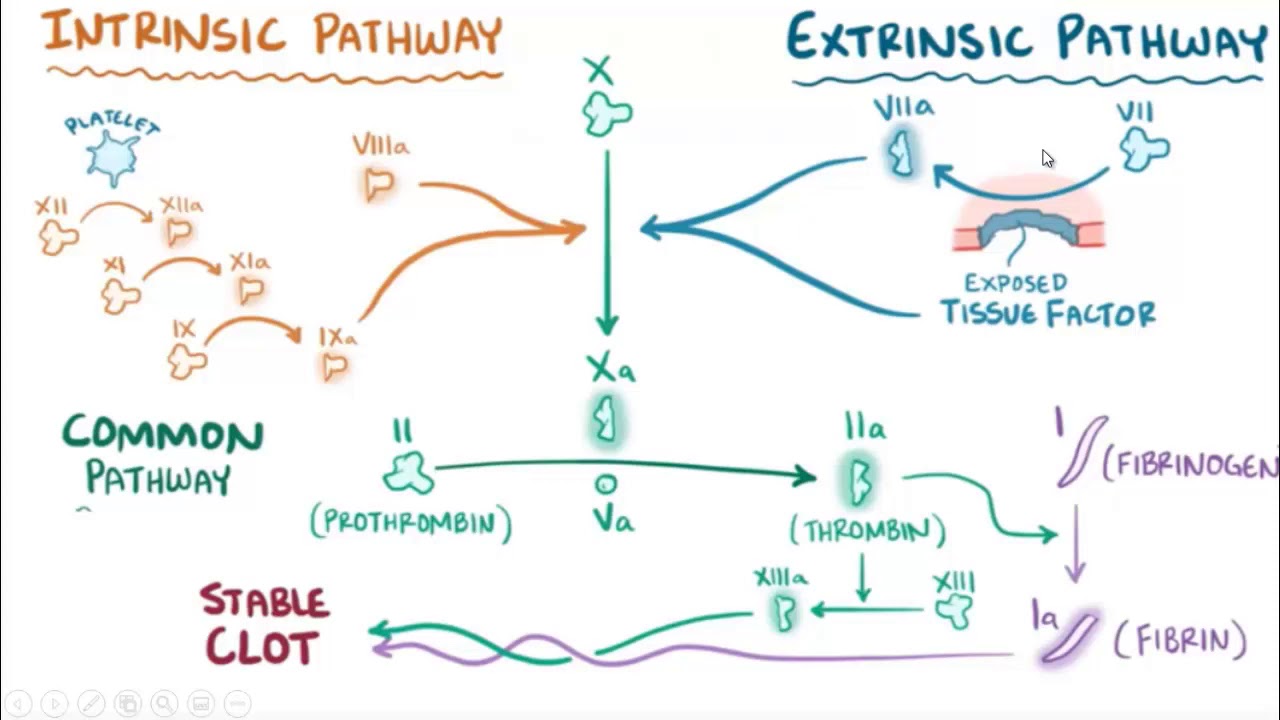 Coagulation Pathway