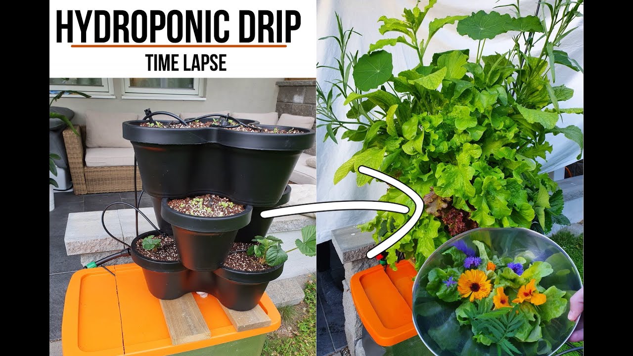 Hydroponic Drip System Results Growth Challenges Harvest Outdoor