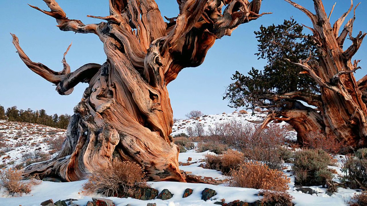 Prometheus Tree
